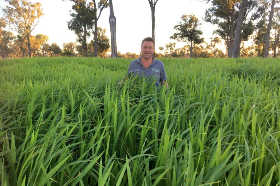 Green Manure Crop combined with Pasture Cropping