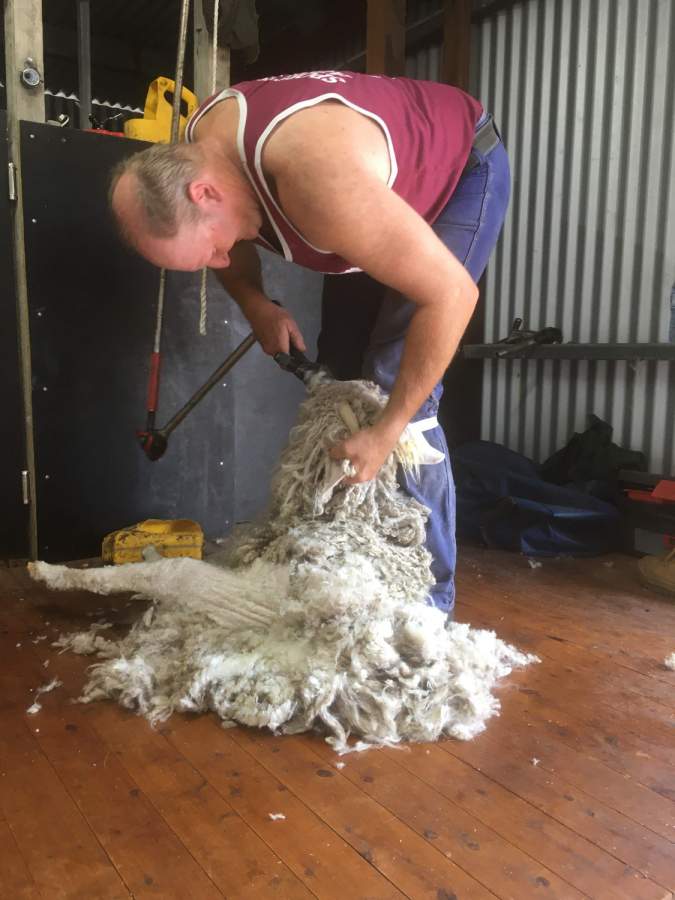 Goat Shearing